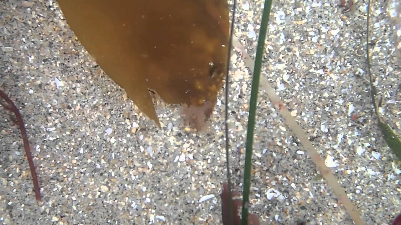 Haliclystus sp. - YouTube