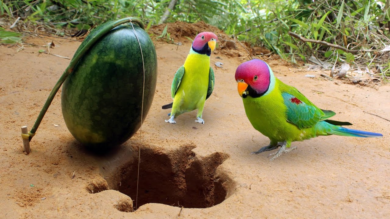 Unique Watermelon Trap - Parrot Trap - YouTube