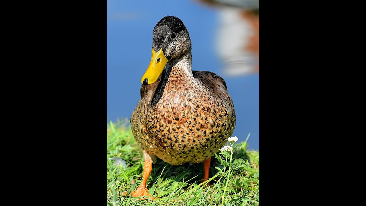 Ducks PARTY - YouTube