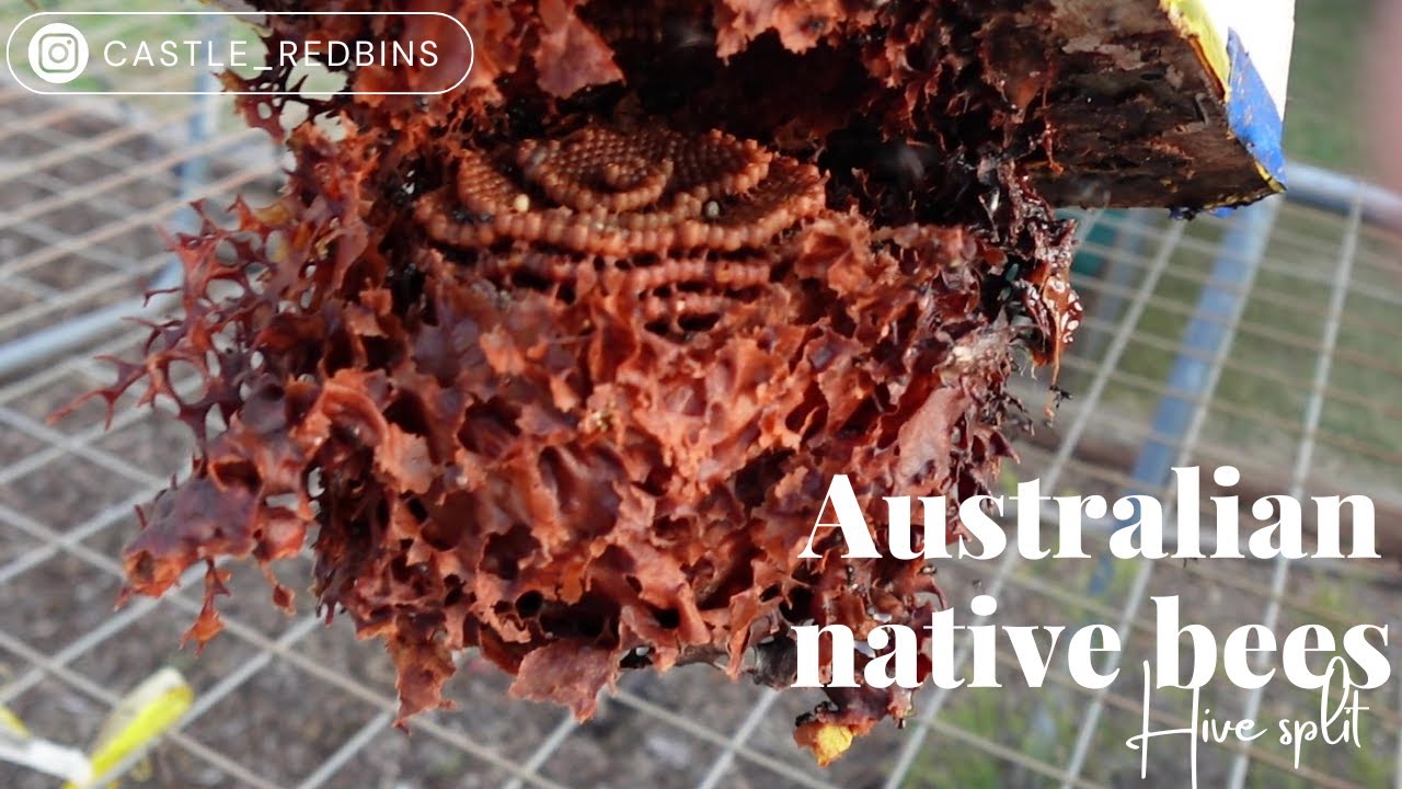 Australian native hive split - YouTube