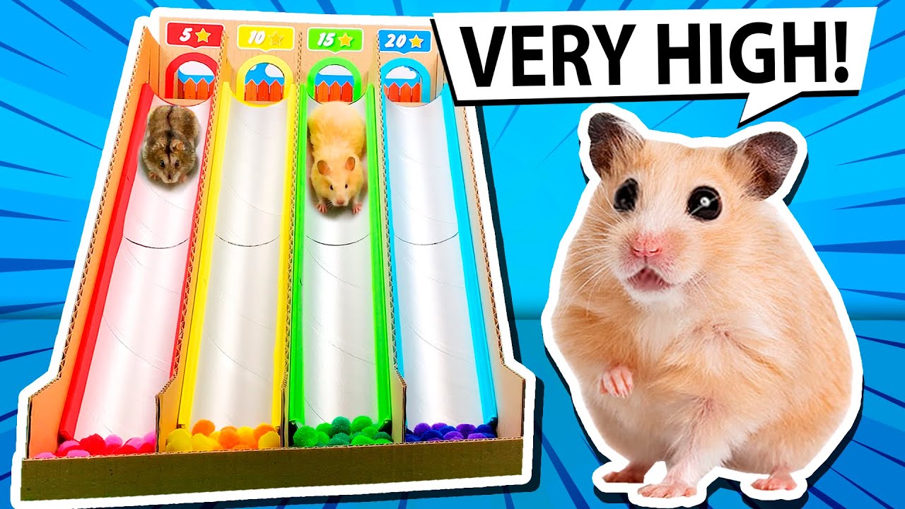 The Incredible Adventure of Hamsters on the slopes maze | Hamster life ...