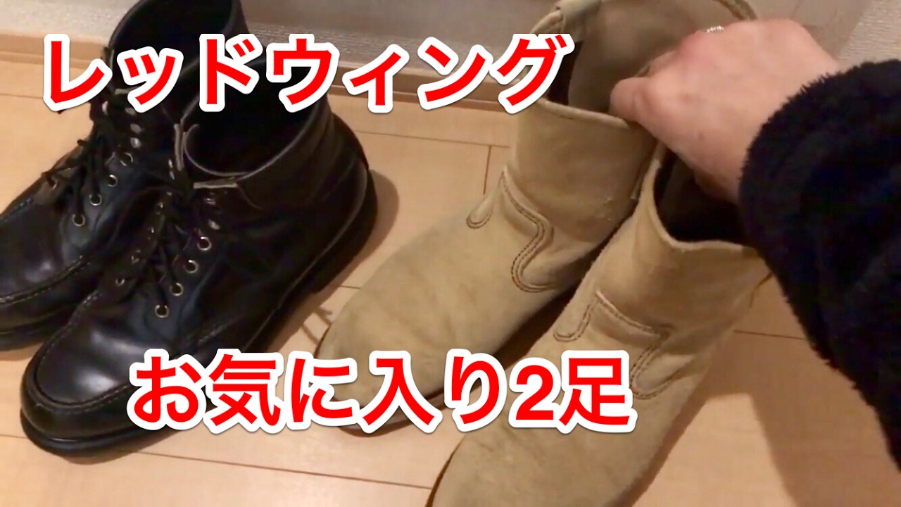 必見！！レッドウィングの狙い目は？ Must-see! It is! What is the target of Red Wing ...