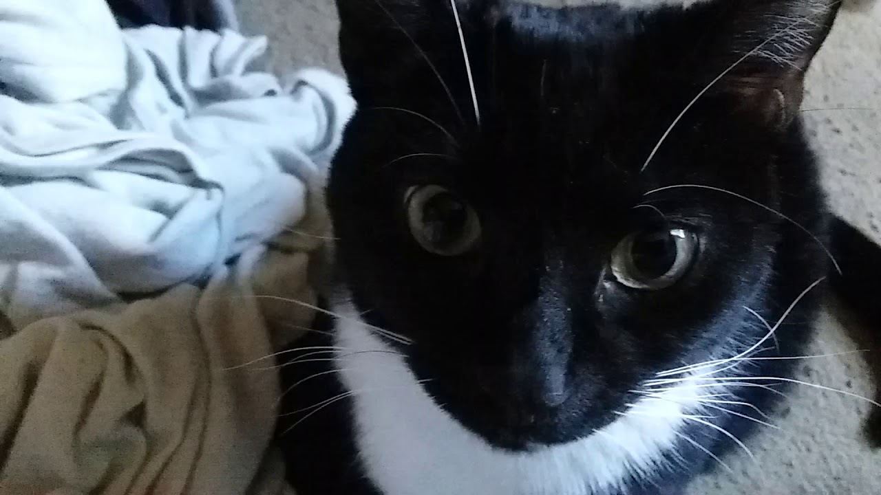 Cat Pupil Dilation - YouTube