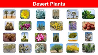 Desert Plants Name | Desert Plants Name In English With Pictures