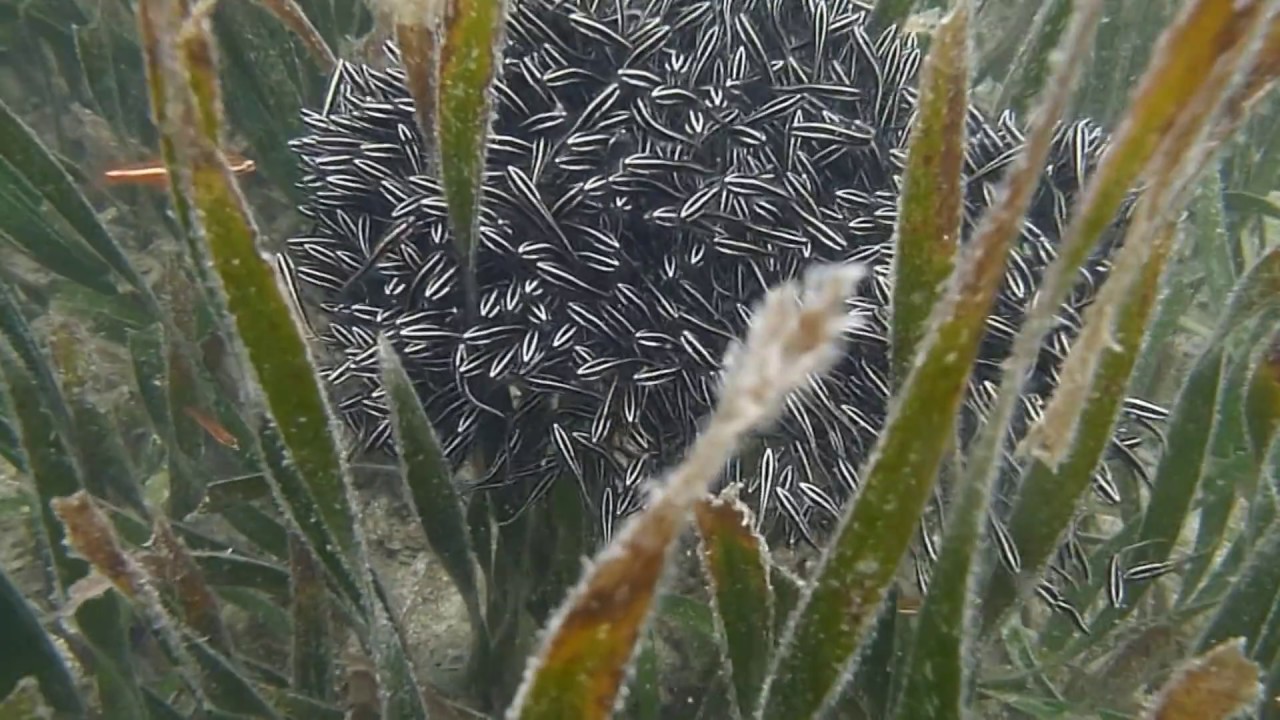 FLORES - 'EXPLODING FISH' - YouTube