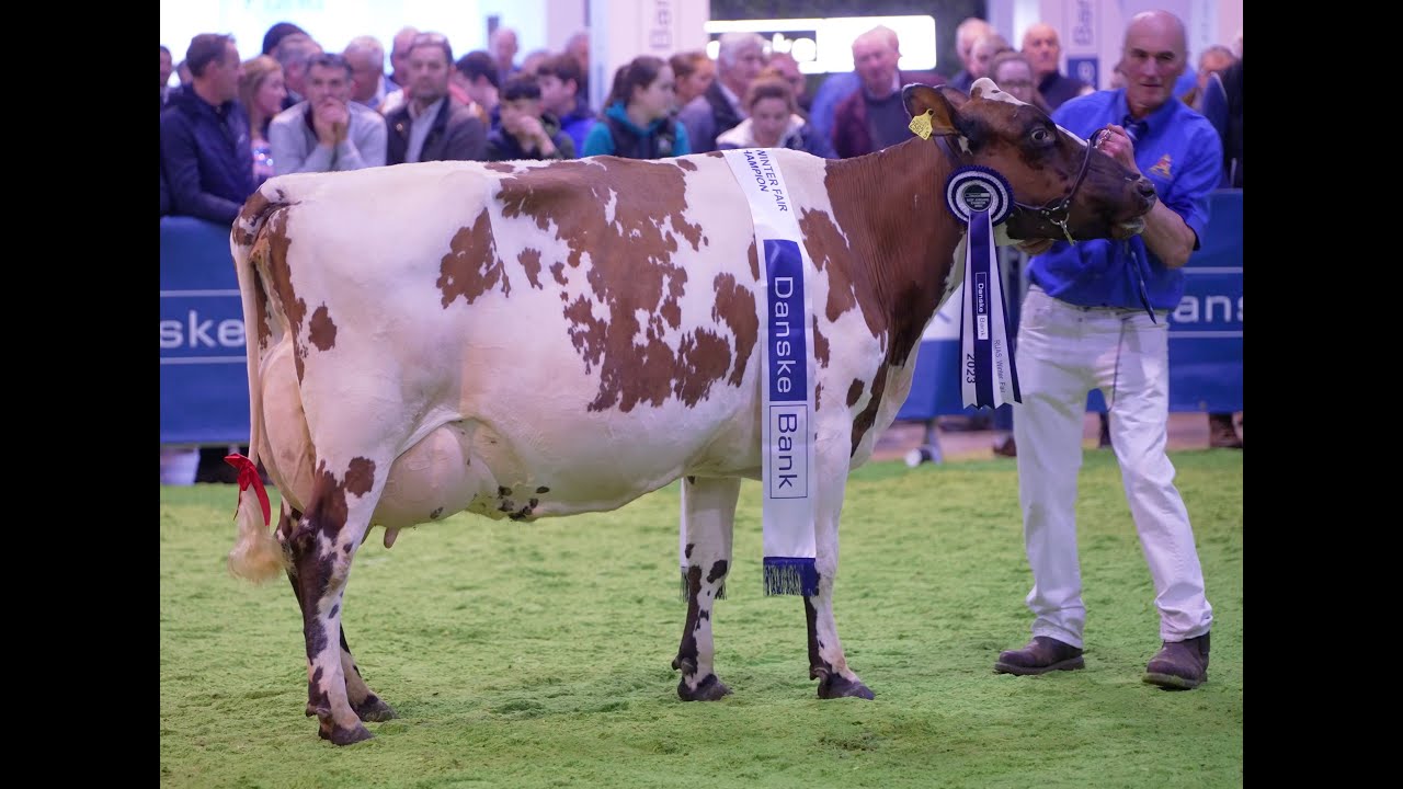 Royal Ulster Winter Fair 2023.Mature Ayrshire.Judge - Mike Duckett ...