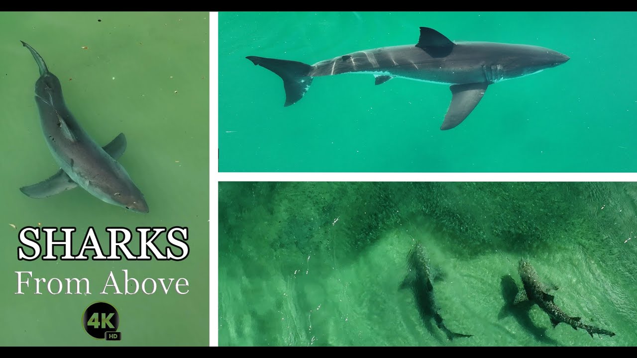 Sharks Swimming: Relaxing Meditative Drone FOOTAGE in 4K - YouTube