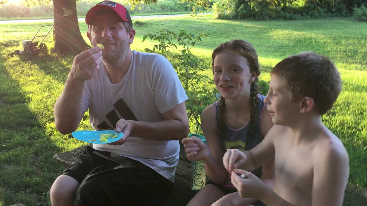 Khang Starr Lemon Starburst pod review - YouTube