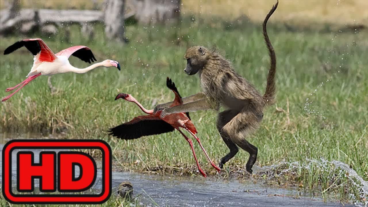 Kamangha-MANGHANG mga TSONGGO PAGLUKSO UP UPANG MAHULI ang FLAMINGO ...