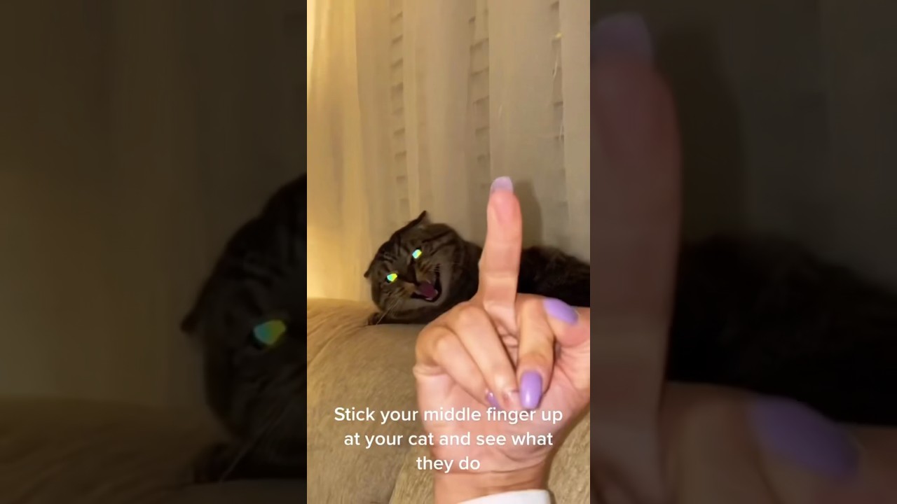 Response to a cat raising its middle finger #cat #pets #funny #animals ...