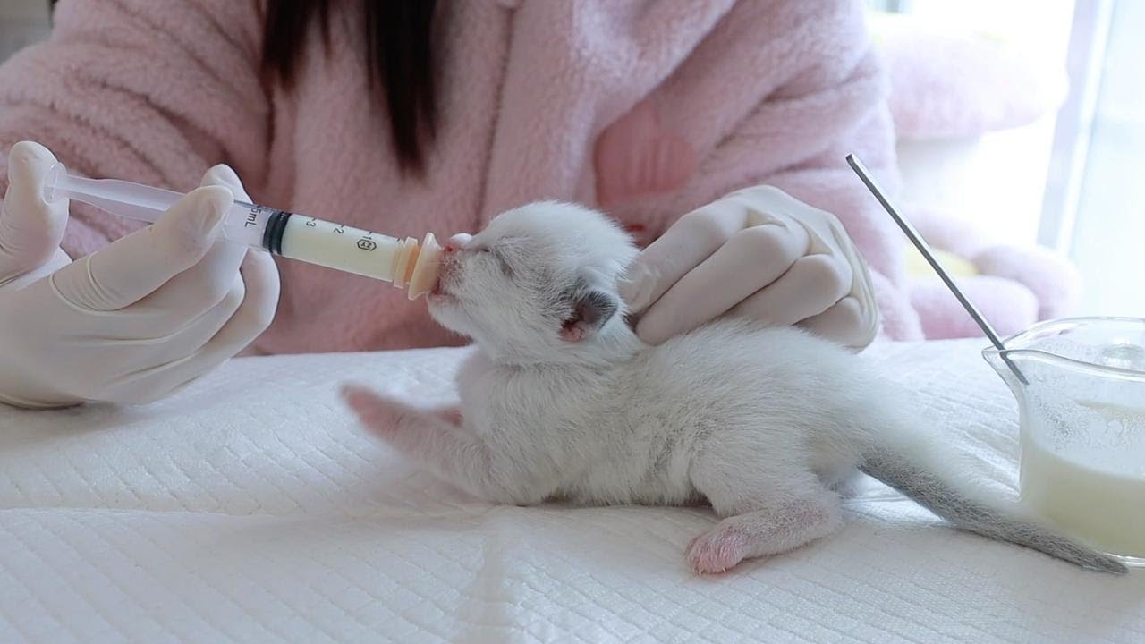 沉浸式小奶猫吃neinei~~~ - YouTube