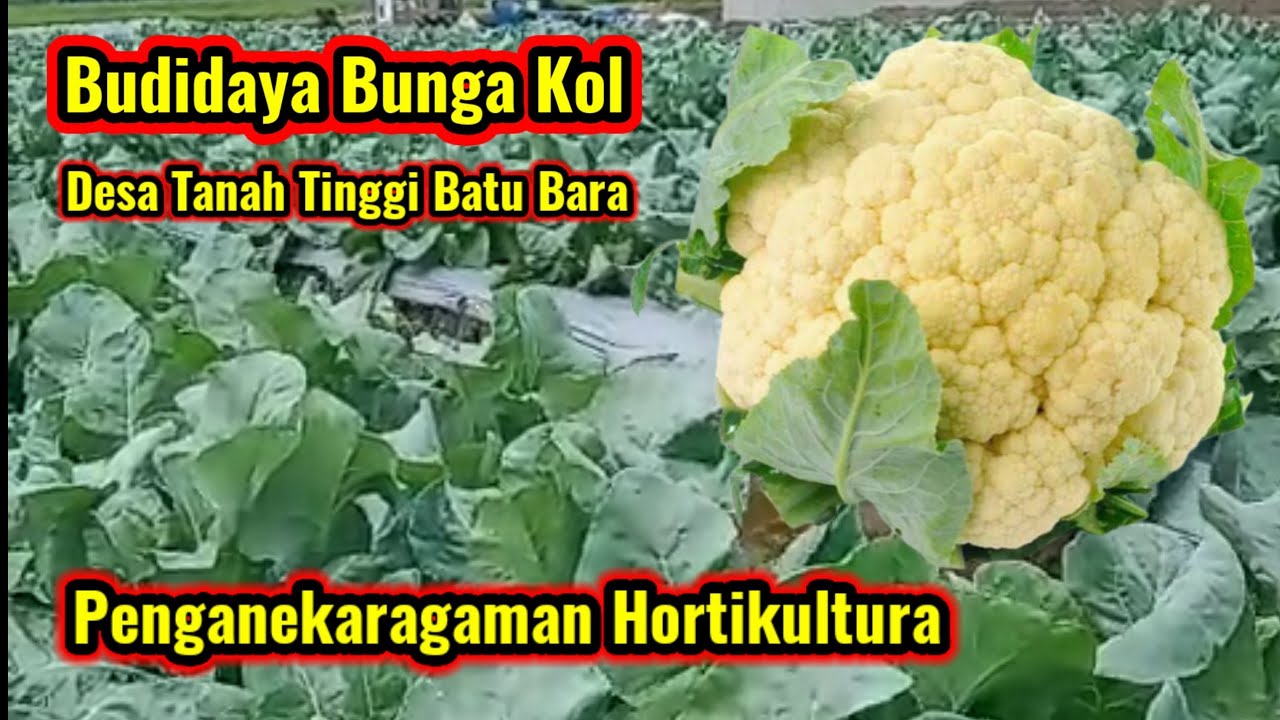 Budidaya Bunga Kol || Penganekaragaman Hortikultura - YouTube