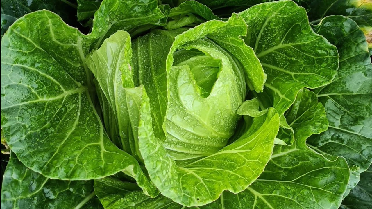 Harvesting cabbage in Taiwan. - YouTube