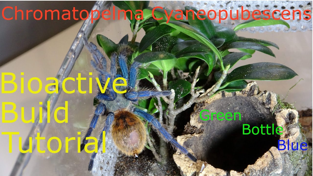 How to build a bioactive vivarium for a tarantula Chromatopelma ...