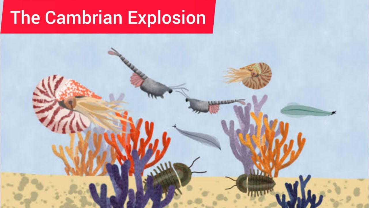 Explaining the cambrian explosion and the entire cambian period - YouTube