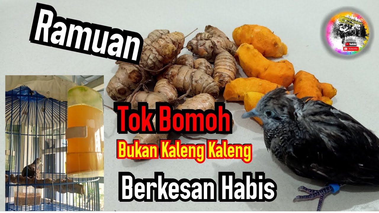 Ramuan Tok Bomoh Bukan Kaleng-Kaleng Berhasil Galak Merbuk / Perkutut ...