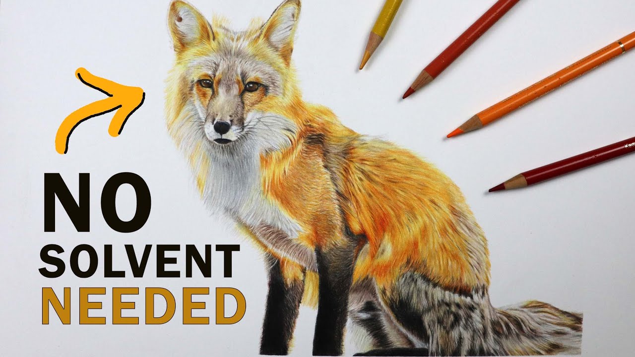 Color Pencil FOX Drawing Using NO SOLVENT!! - YouTube