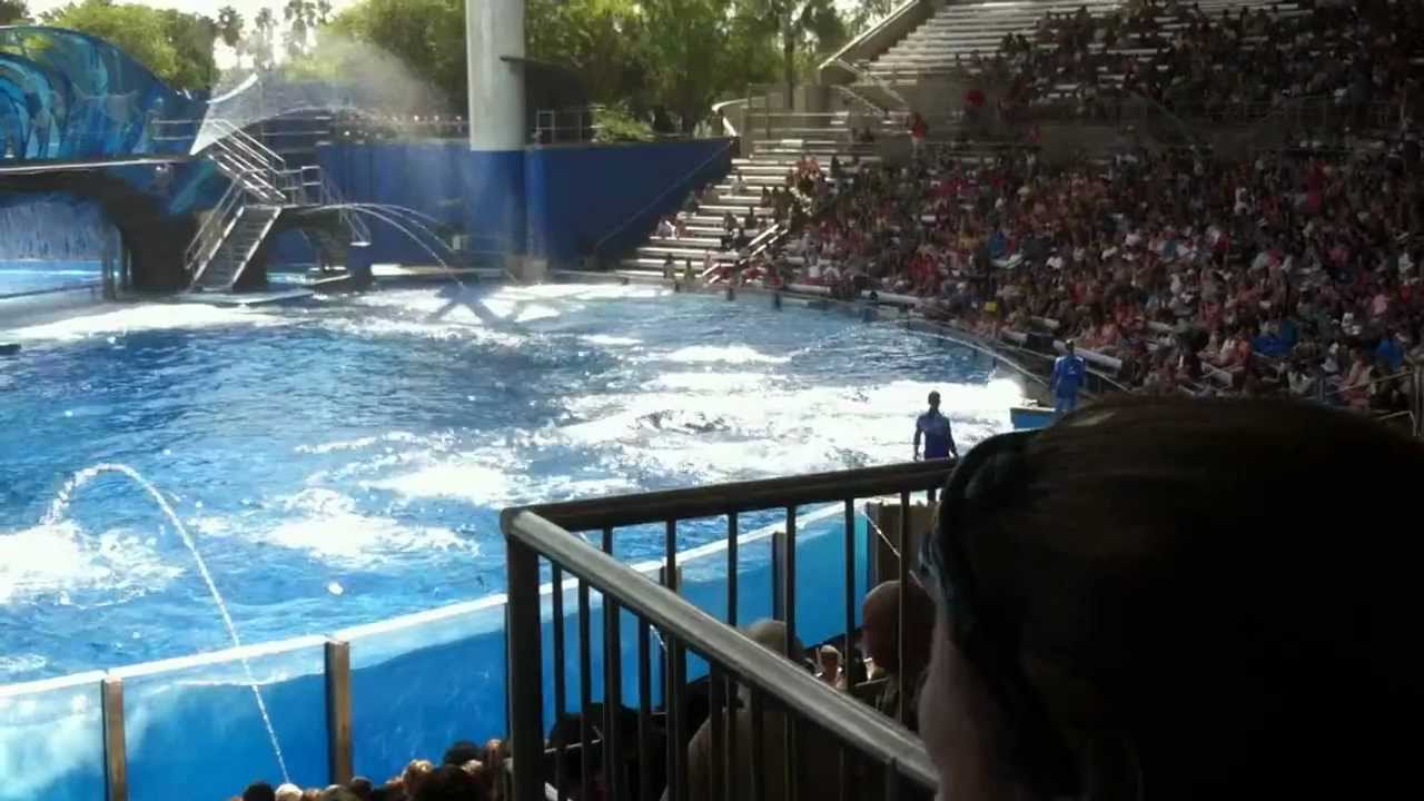 SeaWorld Orlando Shamu Show #8 : Orlando Local Guide - YouTube