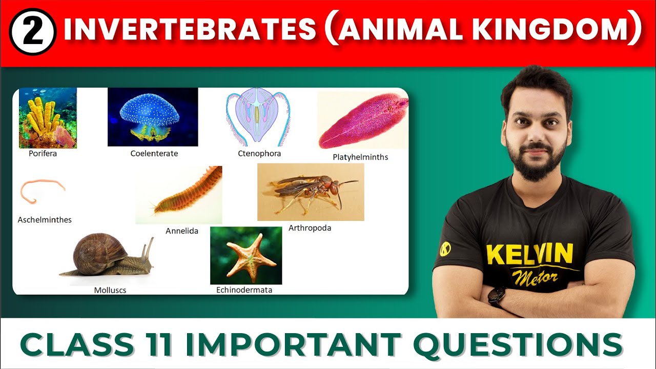 #2 | Invertebrates - Animal Kingdom Class 11 Biology Important ...