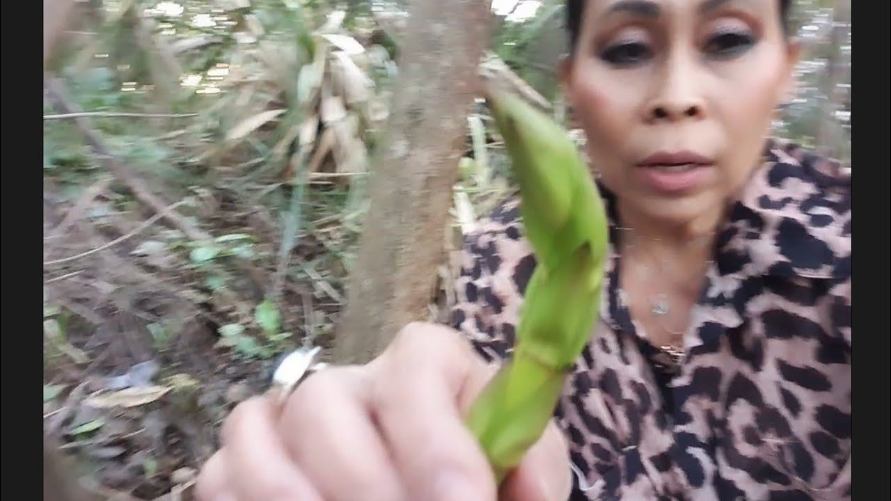 TUTU Plant found in NZ Bush is highly poisonous. Do not eat it! - YouTube