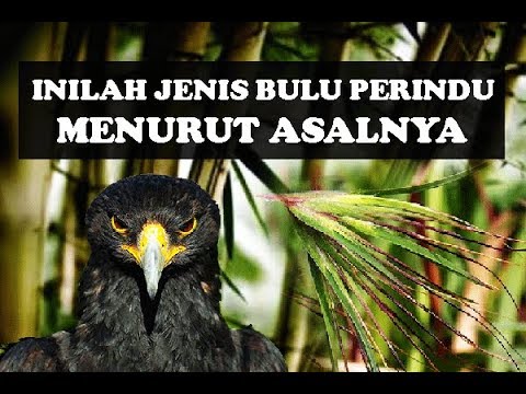 Jenis Bulu Perindu Berenergi - Asal Bulu Perindu Part 2 - YouTube
