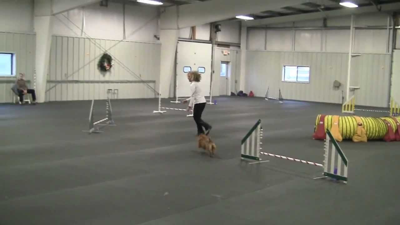 USDAA Agility Trial, Jake and Lil, 2 Australian Terriers, Paws n Effect, Dec 31, 2011- Jan 1 ...