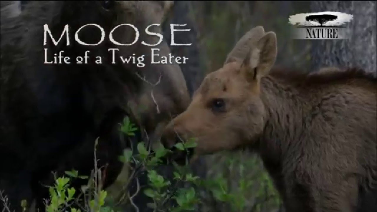 Nature Moose, Life of a Twig Eater - YouTube