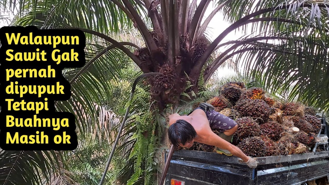 Sawit Rawa Walaupun gak pernah di Pupuk buah masih Lumayan - YouTube