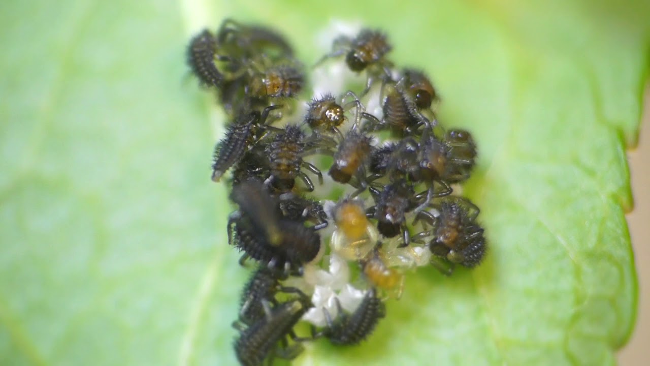 Ladybug Nymphs Hatching in Timelapse ナミテントウ一齢幼虫が卵塊から孵化【60倍速動画】 - YouTube