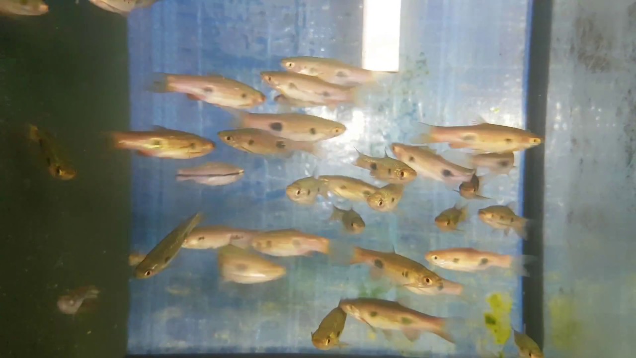 Rasbora kalochroma - Rasbora clown 4-5 cm (réf 6323) - YouTube