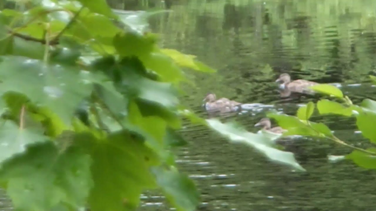Noisy ducks on Governors Lake, Timberlea, NS - YouTube
