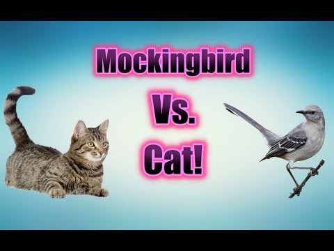 Mockingbird vs cat - YouTube