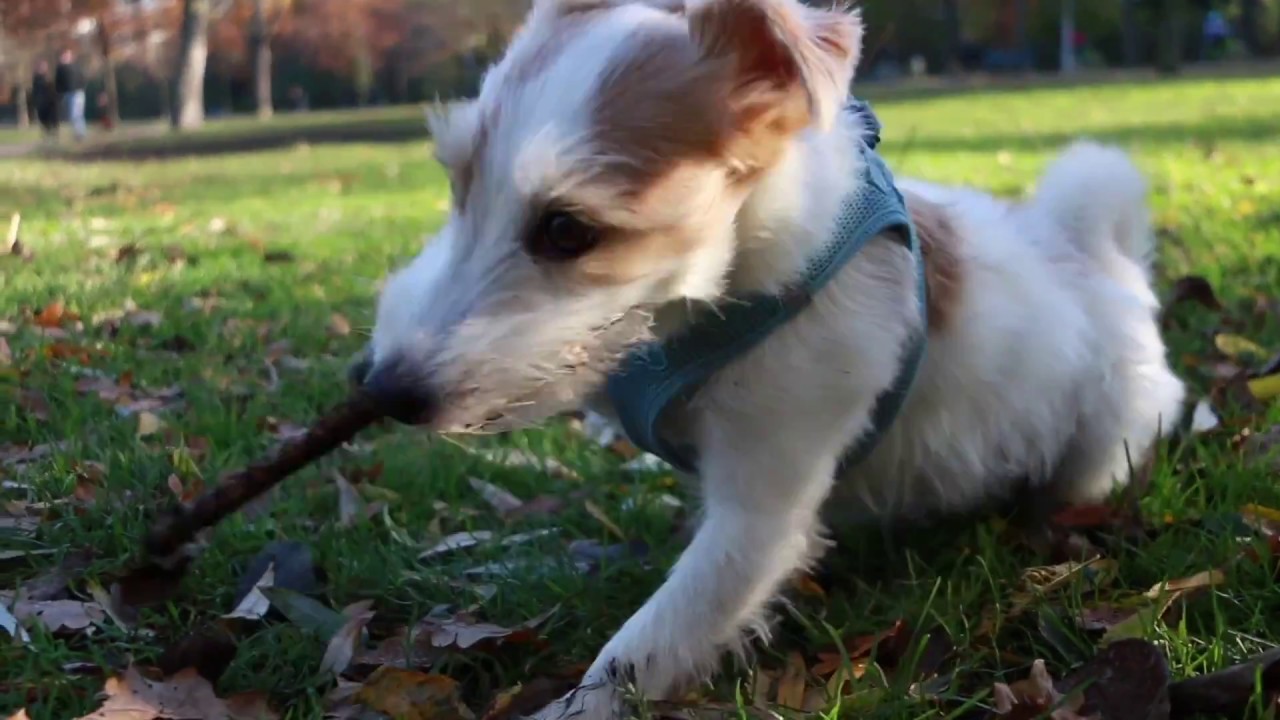 Special dogs of Amsterdam (with Dharma Dog) | SDL S05E08 - YouTube