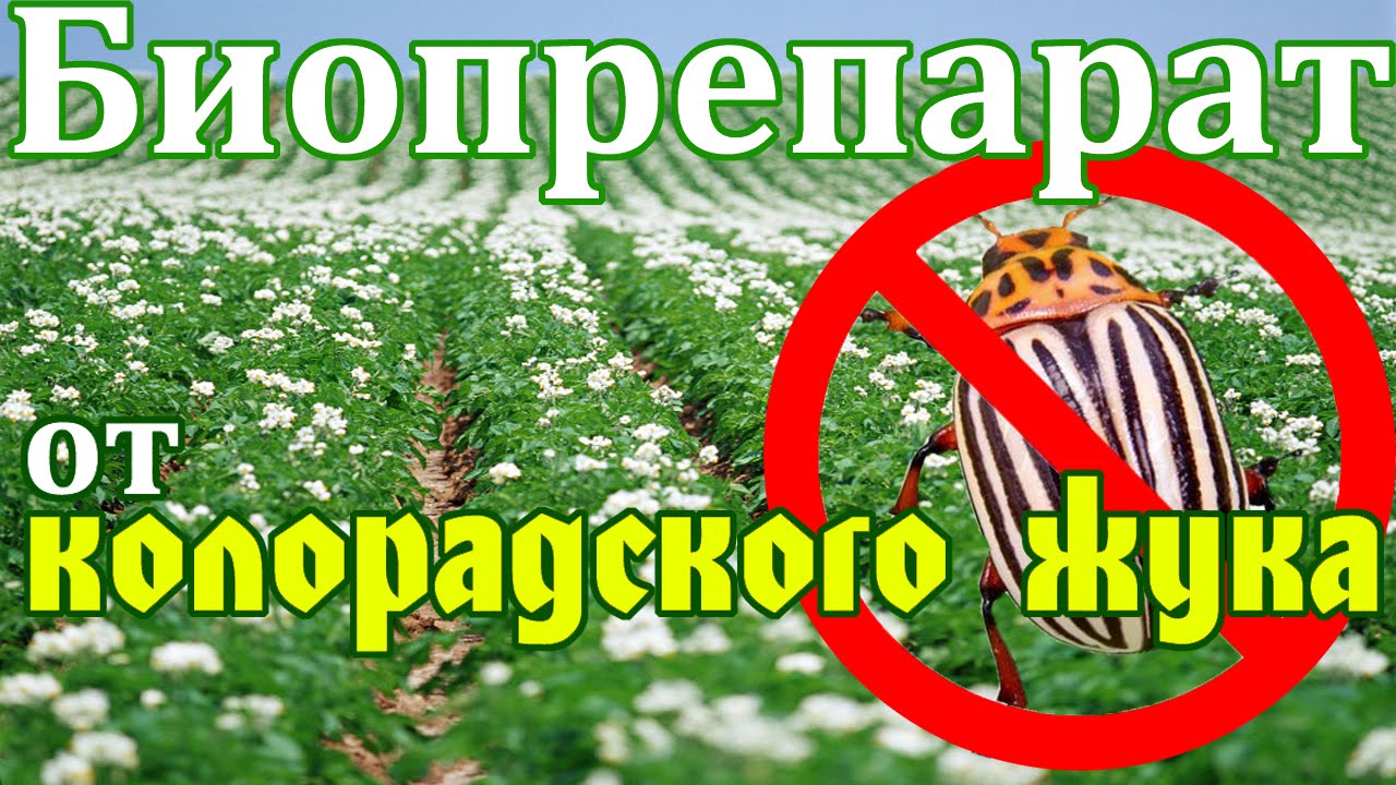 Битоксибациллин: Средство для лечения растений - YouTube