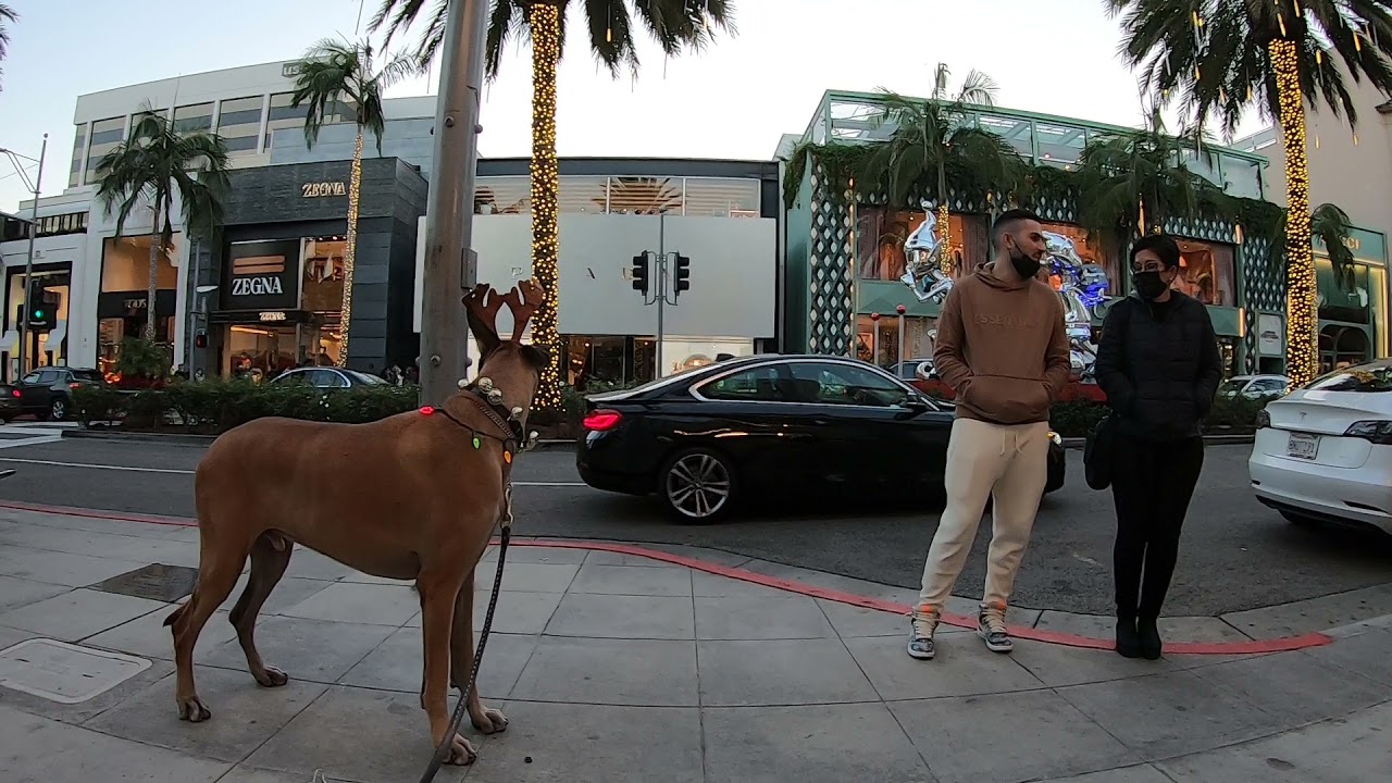 Cash 2.0 Great Dane-deer on Rodeo Drive in Beverly Hills 5 - YouTube