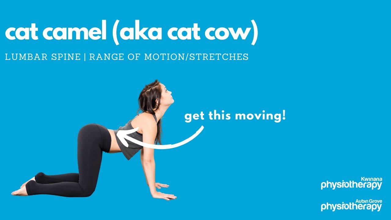 Cat Camel (AKA Cat Cow) - YouTube