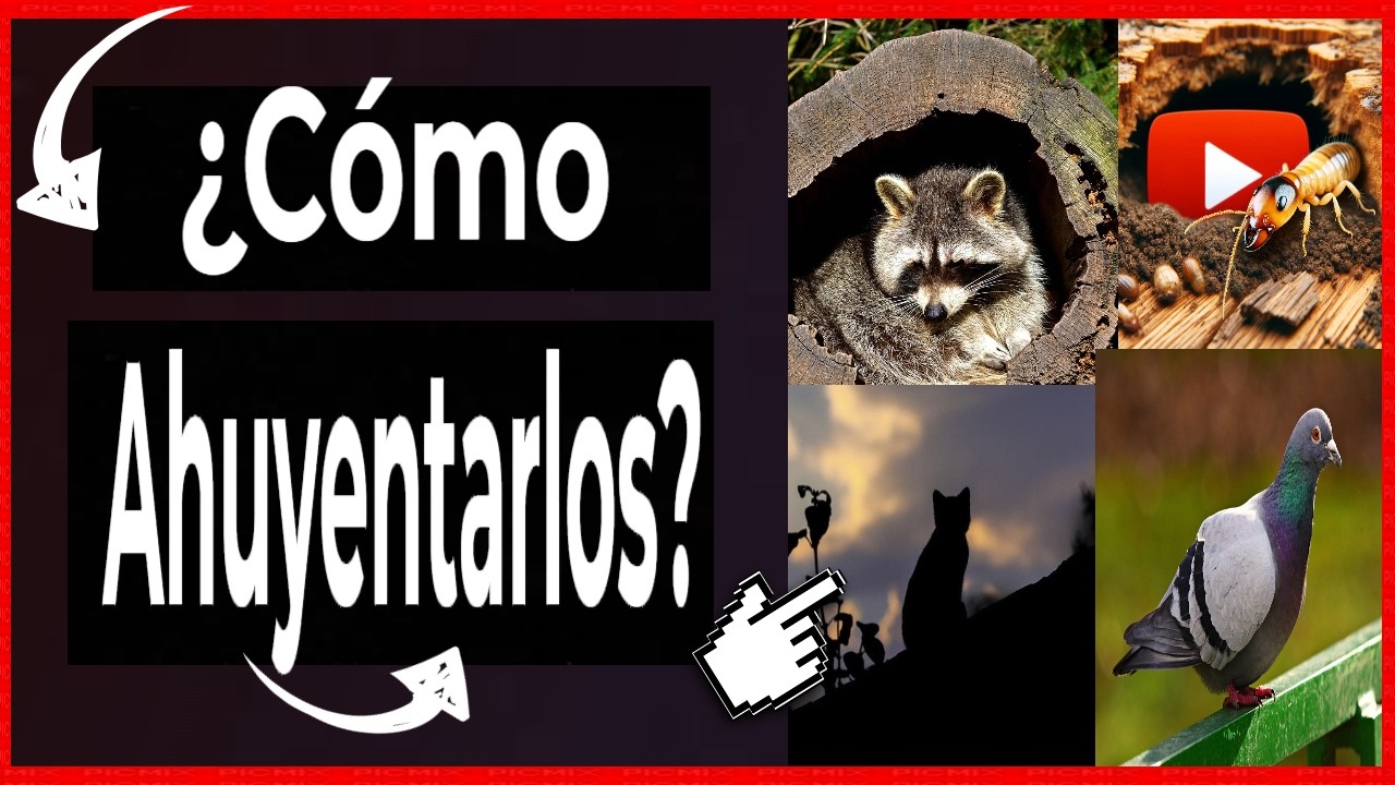 🔴 ¿Cómo AHUYENTAR ANIMALES no deseados? 1 - YouTube