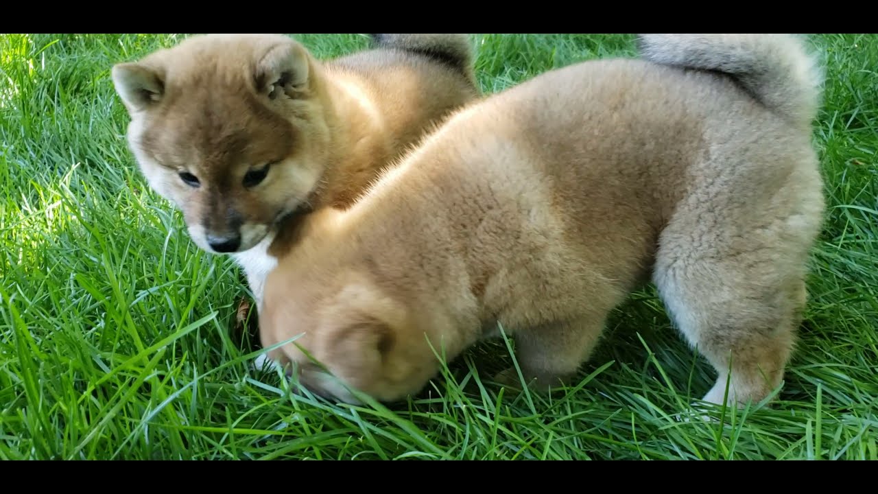 Shiba pups playing in the grass - YouTube