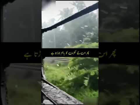 Surah al-noor (ayah-45) with urdu subtitles by mashari rashid |islam and quran|