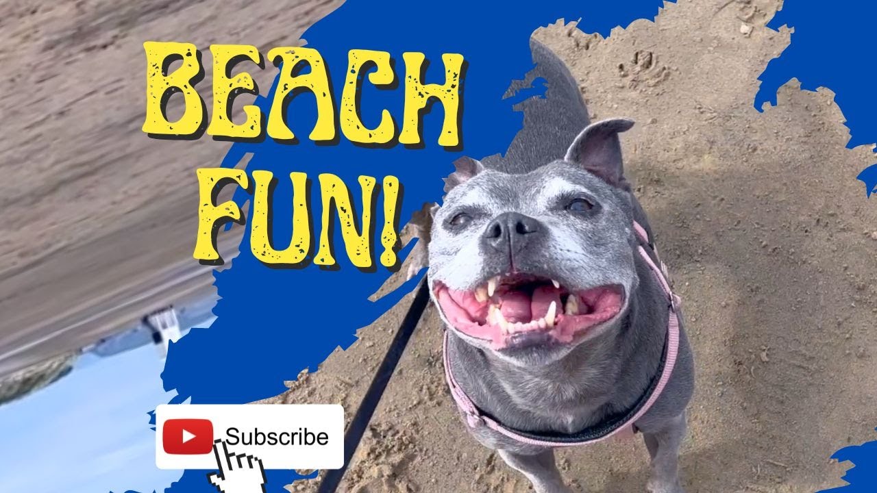 WOOF on the Beach #dog #funny #staffy #cutebaby - YouTube