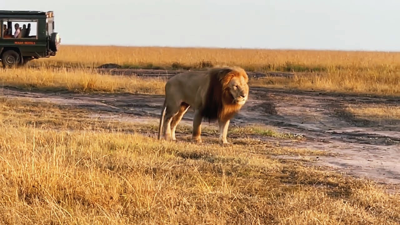 Oloshipa & Oloimina | Black Rock Male Lions on Patrol | Masaimara | 25 ...