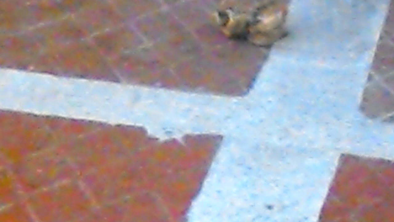 El insecto mas asqueroso del mundo - YouTube