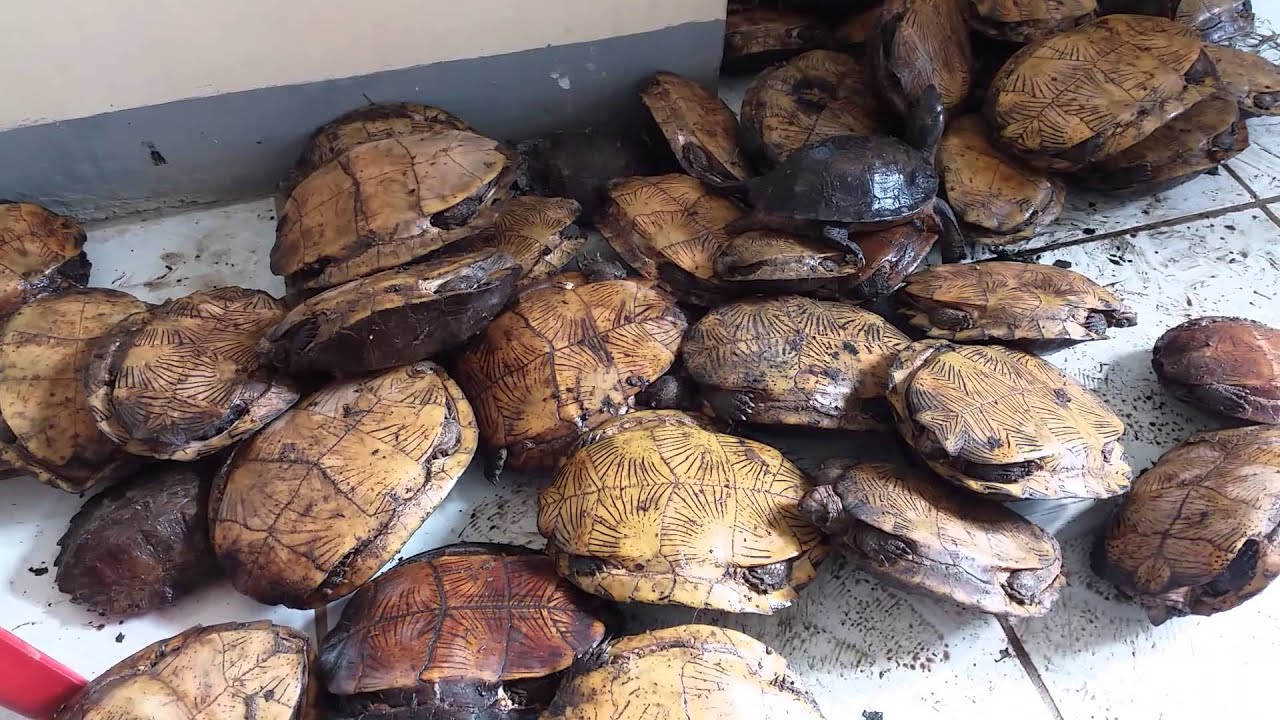 Asian Leaf Turtle (1) - YouTube