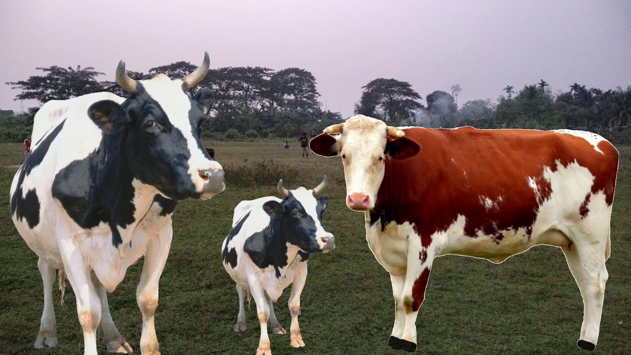 Funny Cow Sounds Effect|| Cow Sounds | cow cartoon for kids video| #cow ...