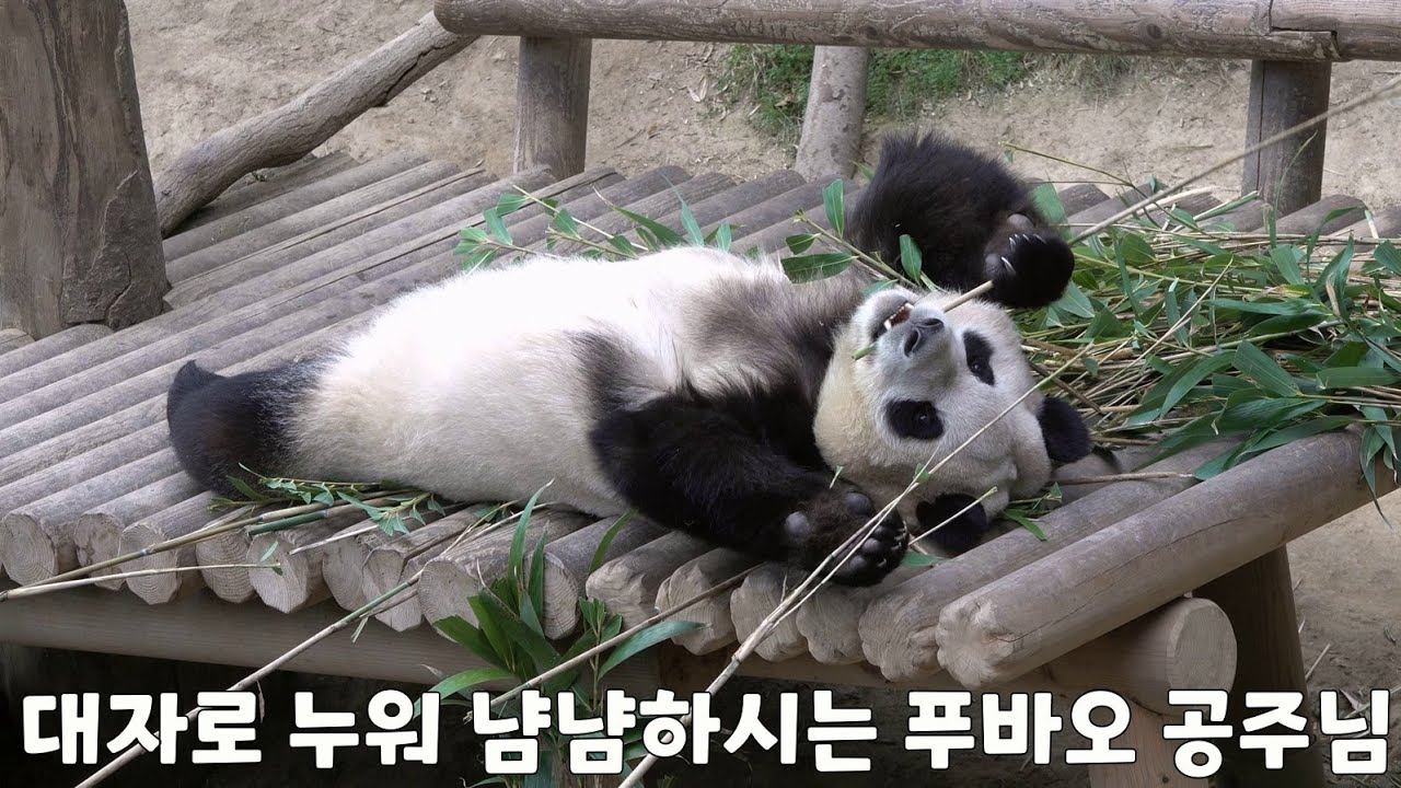 에버랜드 판다 대자로 누워 냠냠하시는 푸바오 공주님 괴식하셔서 어부바 나무 올라가자 마자 졸음이~ Youtube