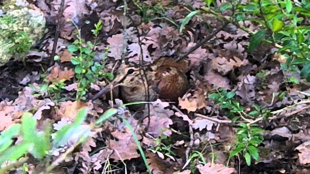 Bec du 14 Janvier - YouTube