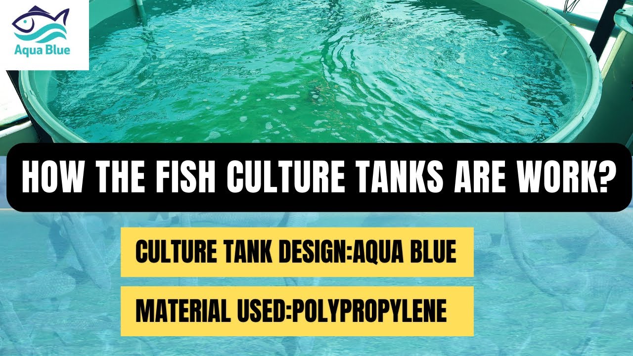 How the Fish culture tanks are Work? - YouTube