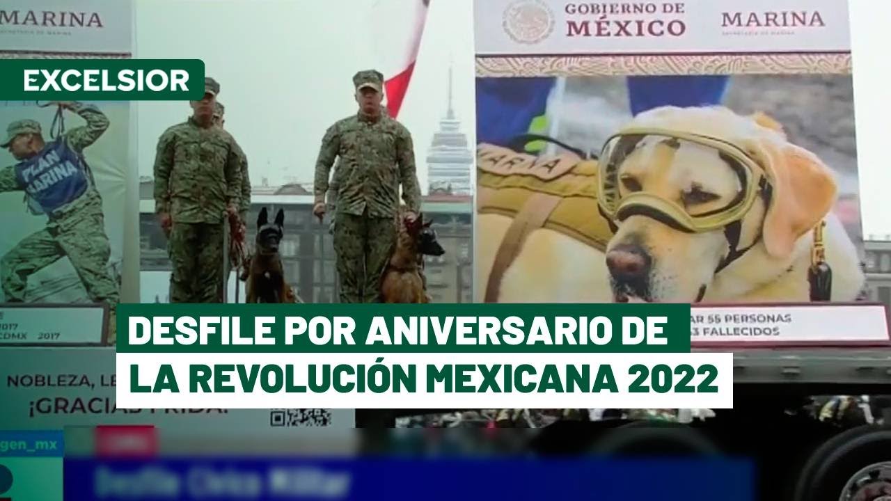 Rinden homenaje a Frida, la perrita rescatista de la Marina de México ...