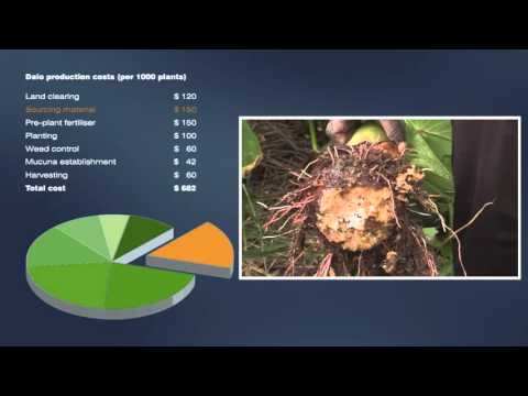 Dalo production on Taveuni (Fijian) - Winner of Pacific Soil Learning ...