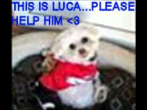 Lhasa Happy Homes... Flyleaf- Beautiful Bride - YouTube